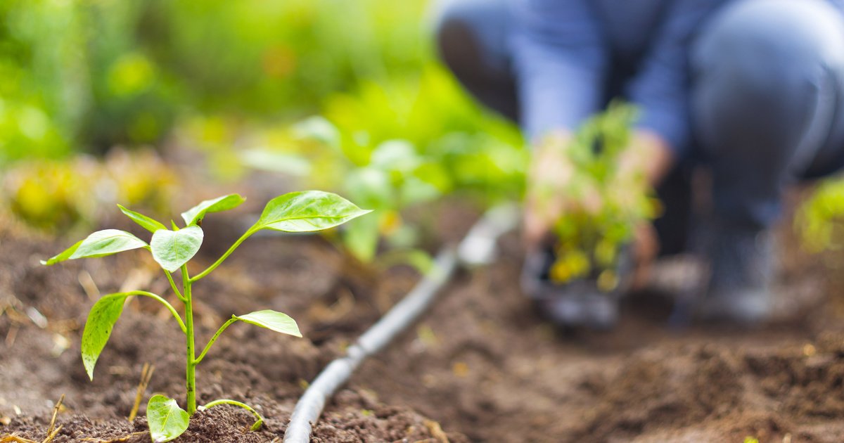 Les chercheurs du CNRS imaginent un plan [...] - Terre d'Union