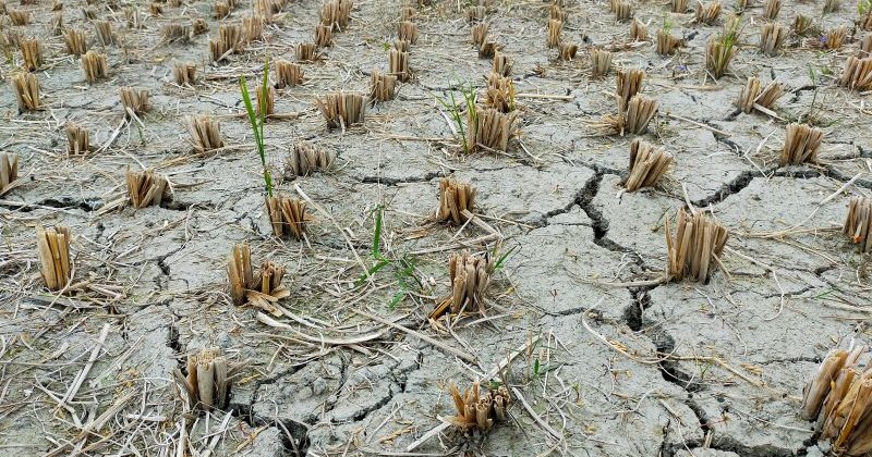 Zaï, une méthode africaine ancestrale pour « [...] - Terre d'Union
